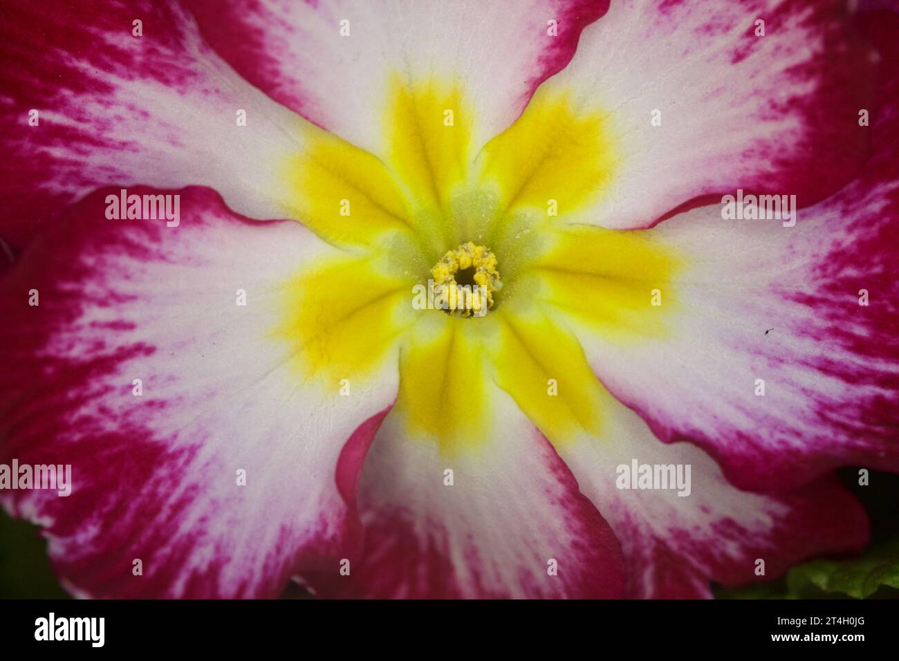 Primroses in bloom seen up close Stock Photo - Alamy