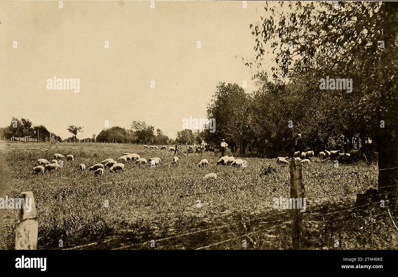 A Grazing Scene from the book Texas, the marvellous, the state of the ...
