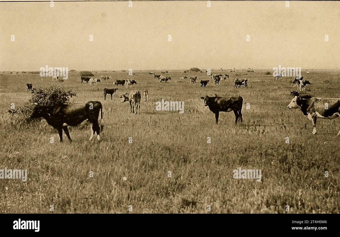 Typical View on a Texas Ranch from the book Texas, the marvellous, the ...