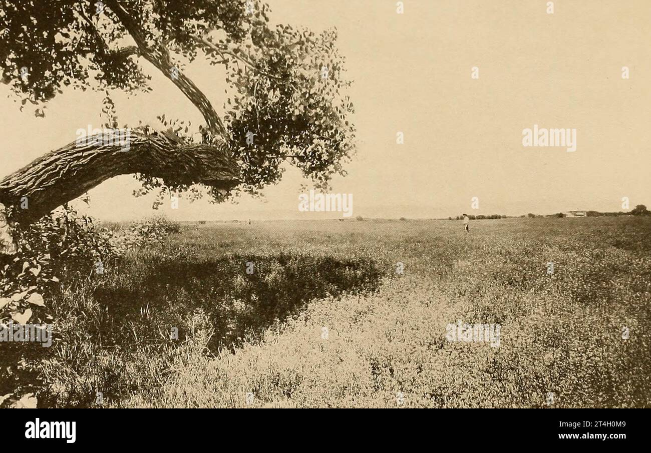 Alfalfa Farm, Near El Paso from the book Texas, the marvellous, the ...