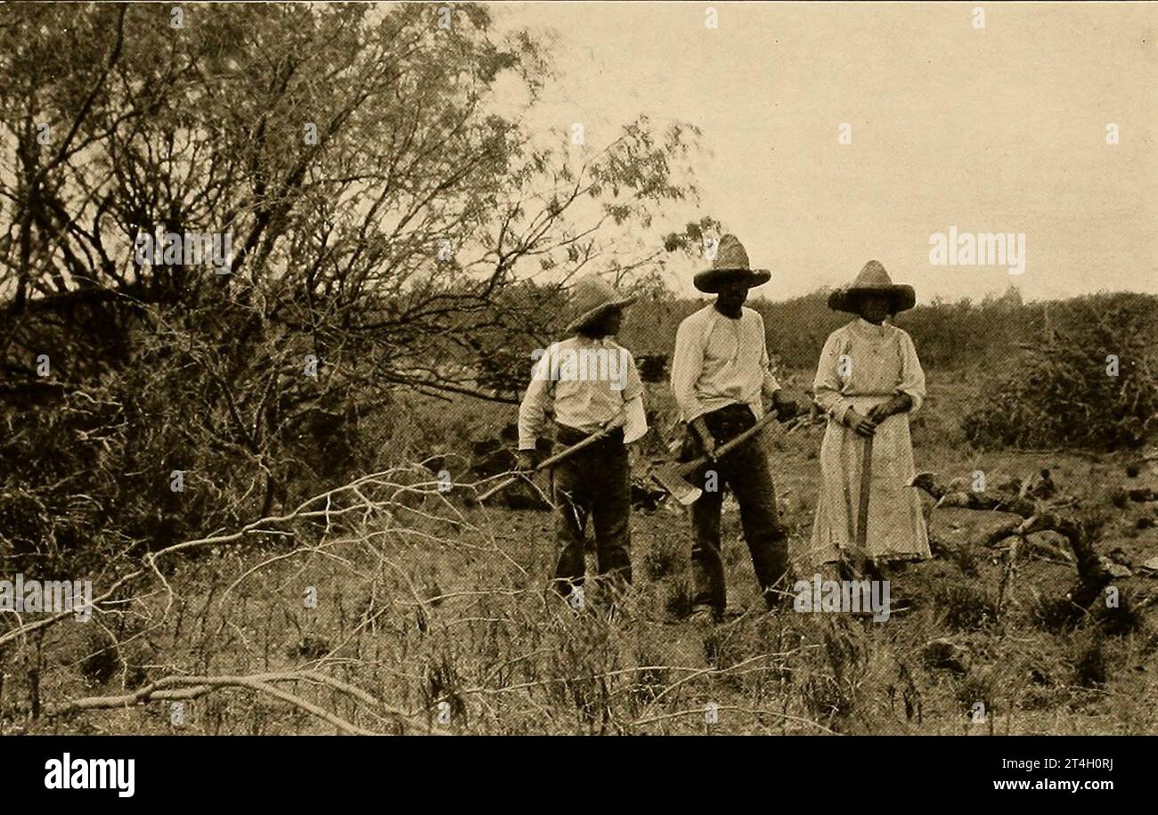Mexican Refugees Clearing mesquite from the book Texas, the marvellous ...