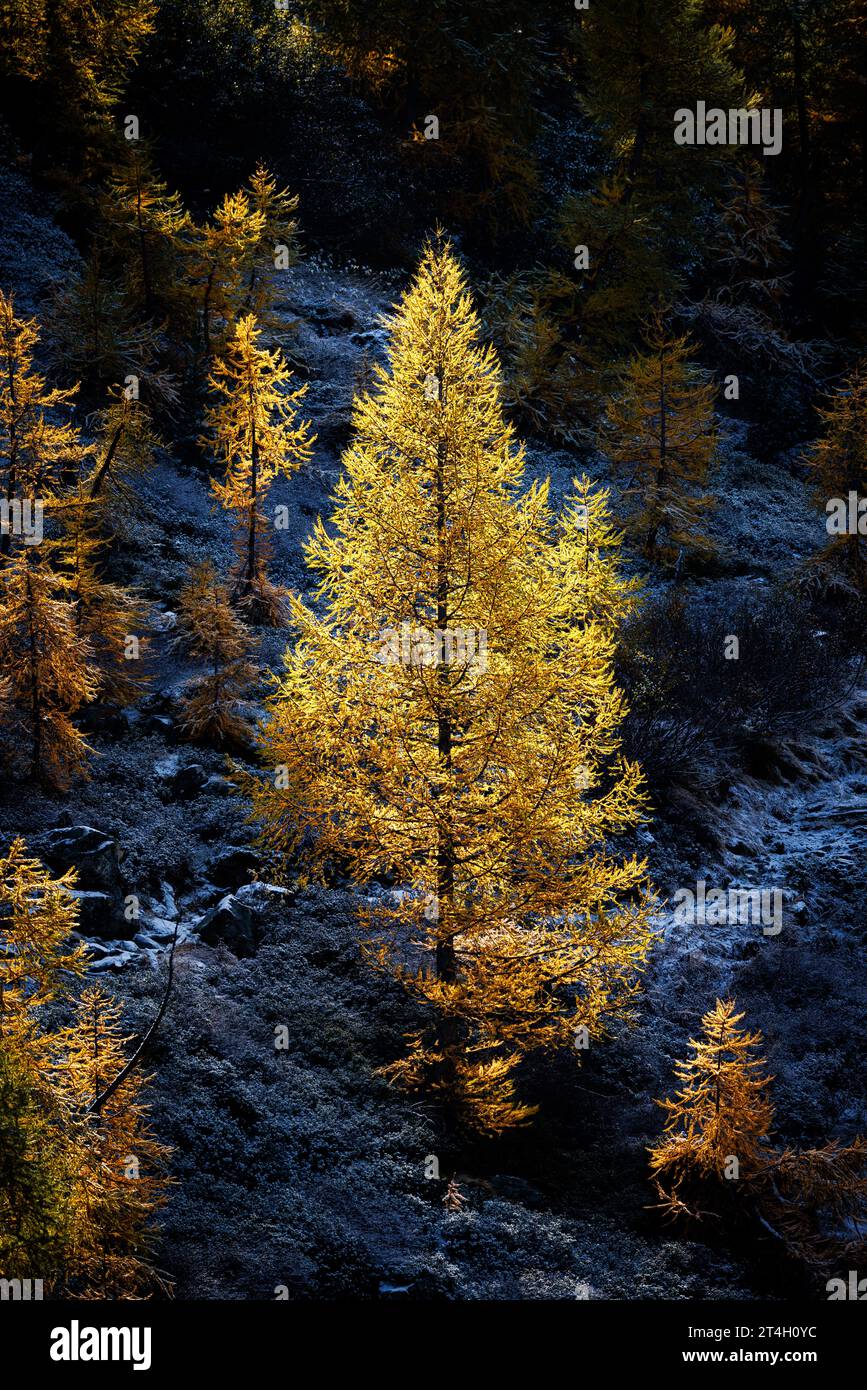 European larch (Larix decidua) in autumn in Valais Stock Photo - Alamy