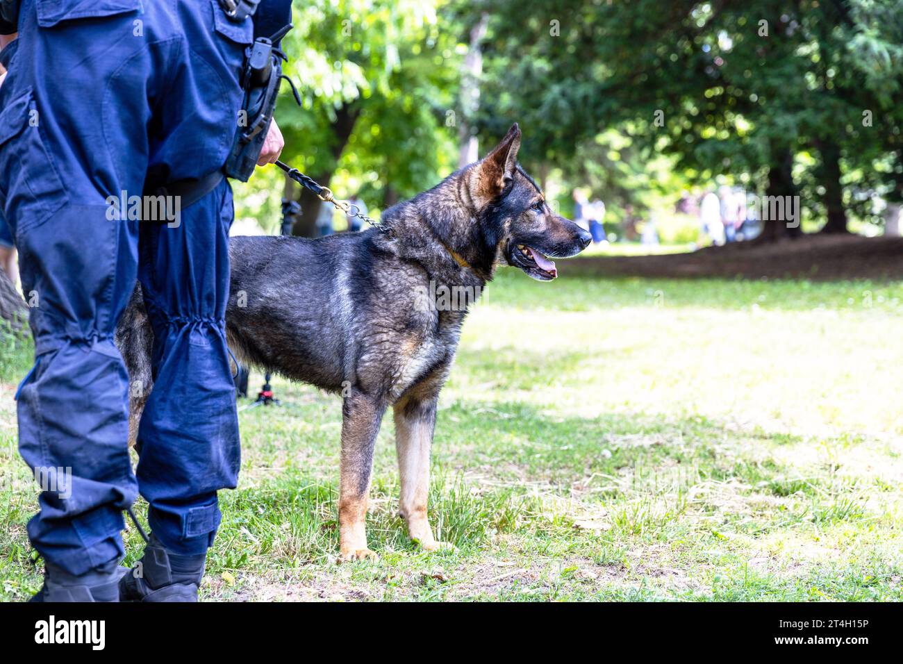 Policeman in uniform on duty with a K9 canine German shepherd police dog Stock Photo - Alamy