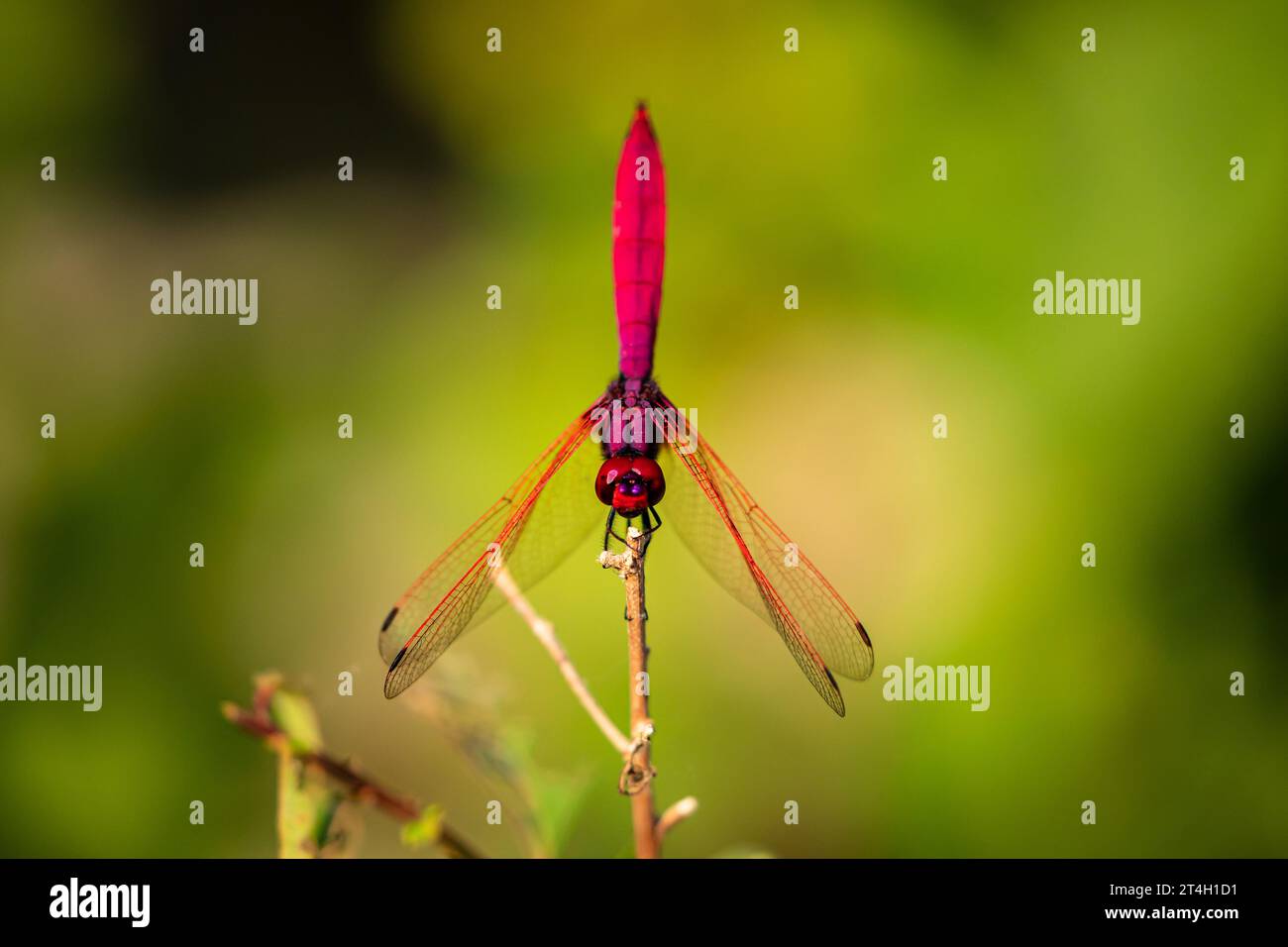 The red dragonfly hi-res stock photography and images - Alamy