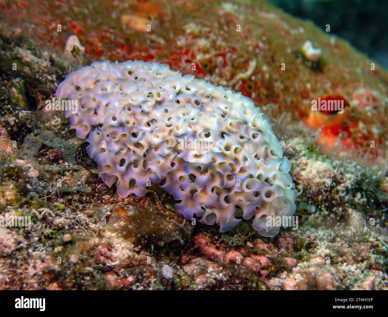 Elysia crispata, common name the lettuce sea slug or lettuce slug, is a ...