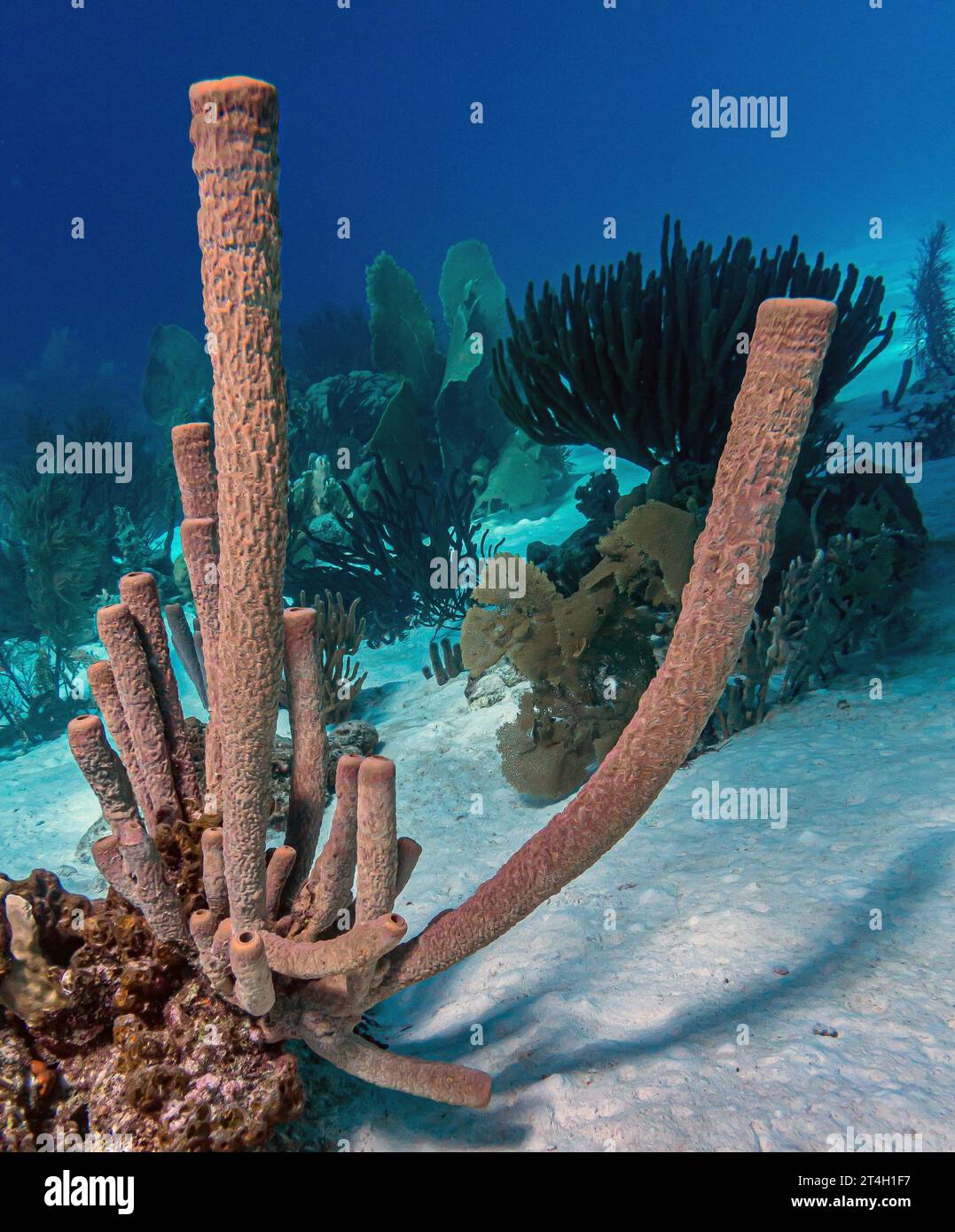 Callyspongia ,Cladochalina, aculeata, commonly known as the branching ...