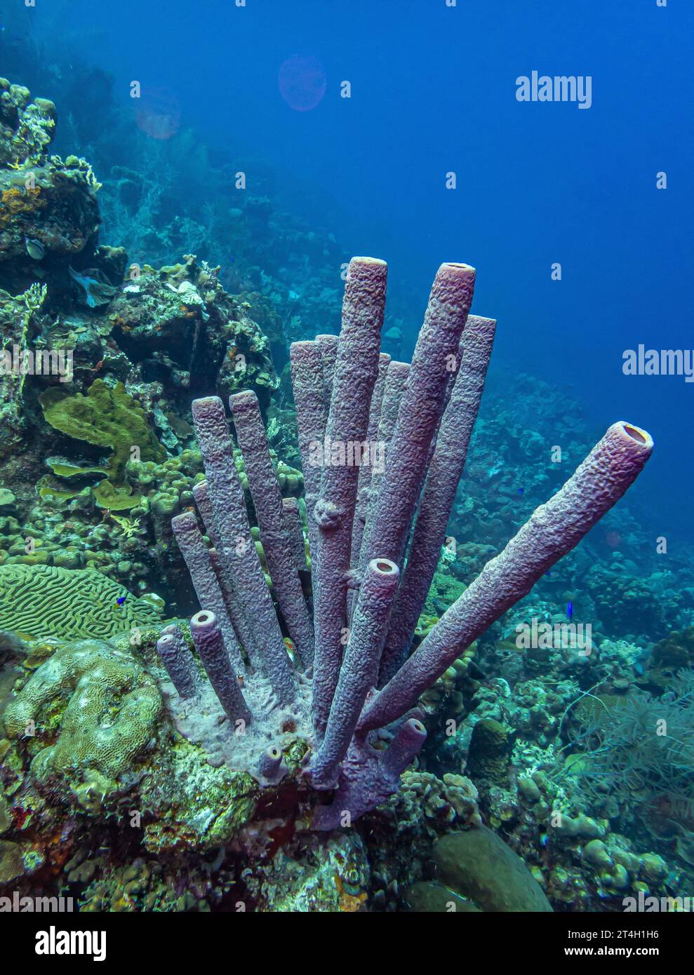 Callyspongia ,Cladochalina, aculeata, commonly known as the branching ...