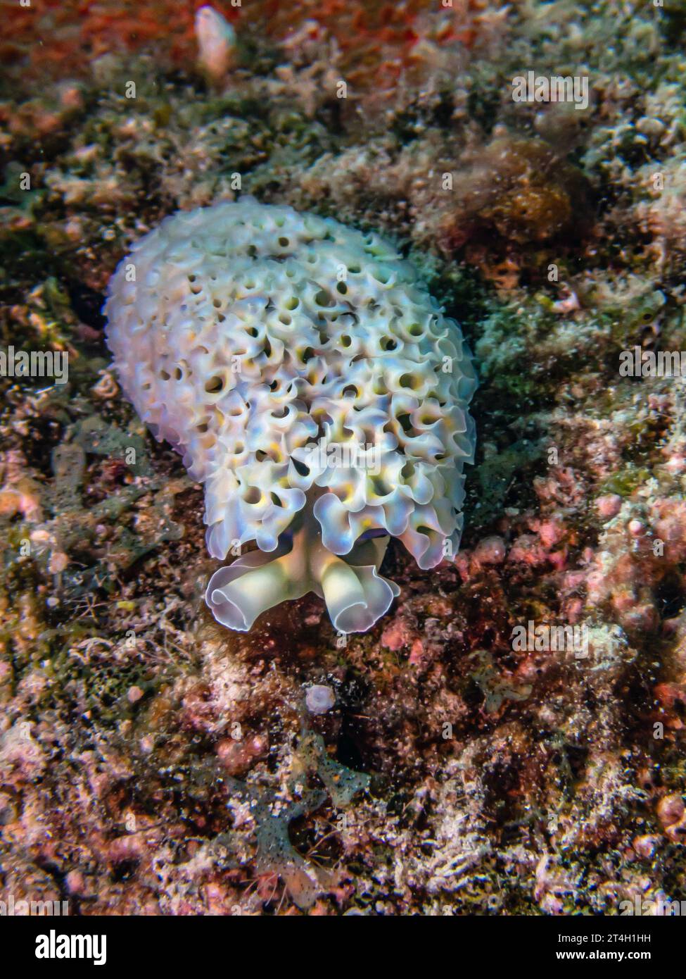 Elysia crispata, common name the lettuce sea slug or lettuce slug, is a ...
