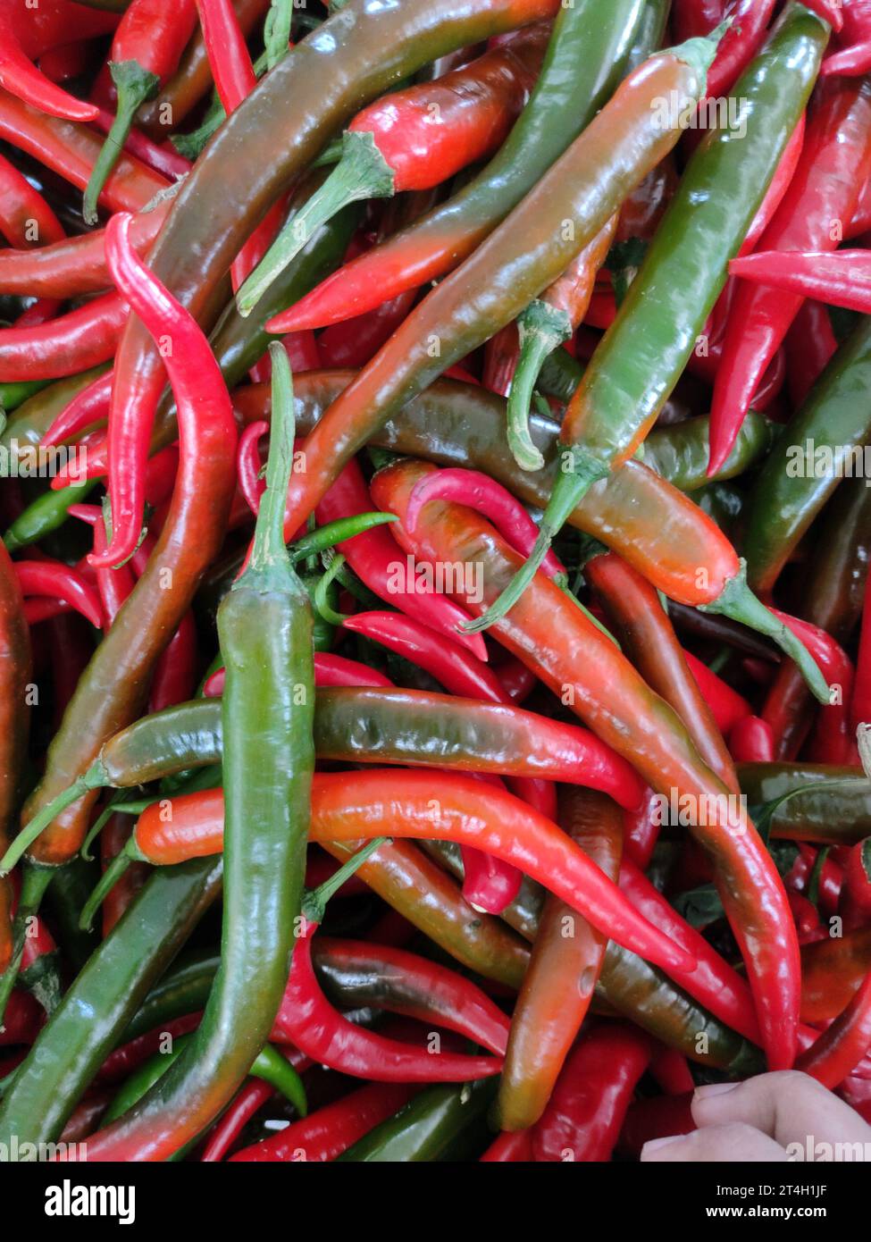 Top view large red chillies used in cooking and used as food garnishes ...