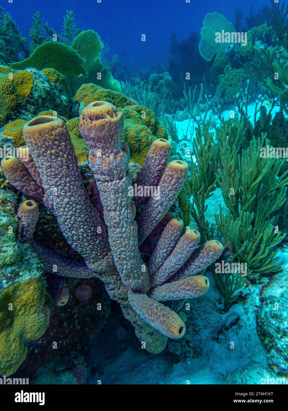 Callyspongia ,Cladochalina, aculeata, commonly known as the branching ...