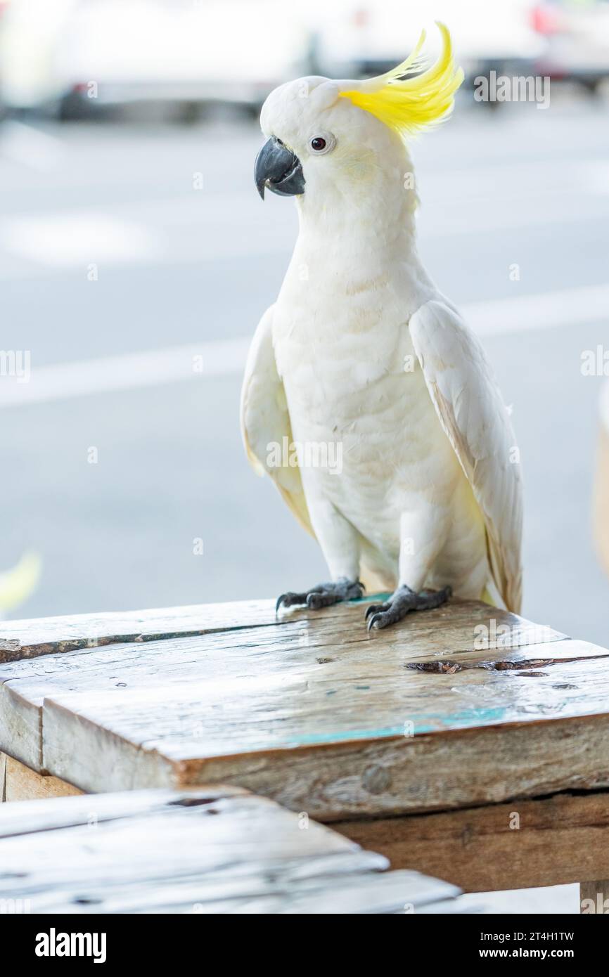 Café table with birds hi-res stock photography and images - Alamy