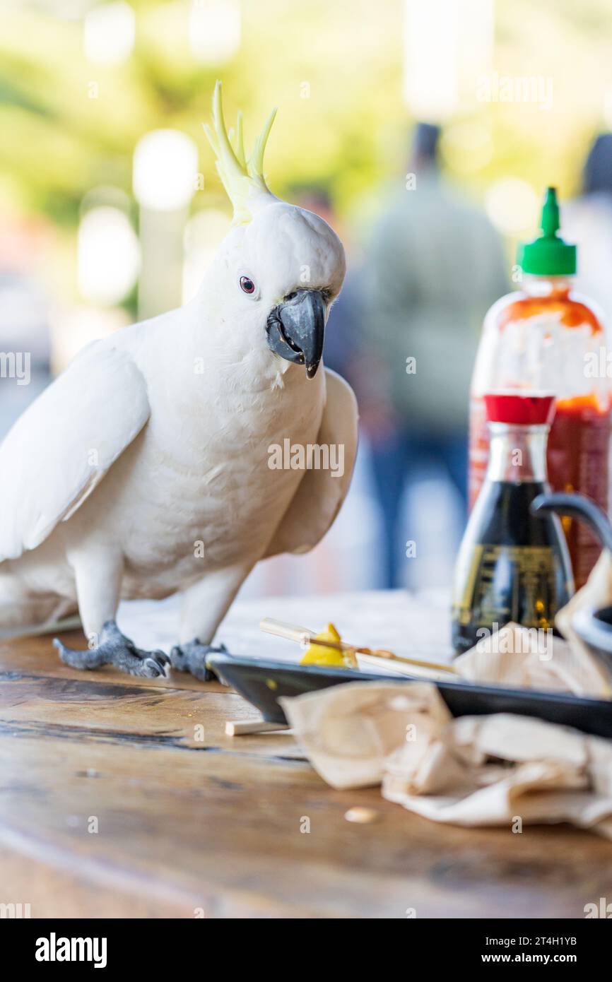 A sulphur crested cockatoo standing on a café table at Lorne on the ...