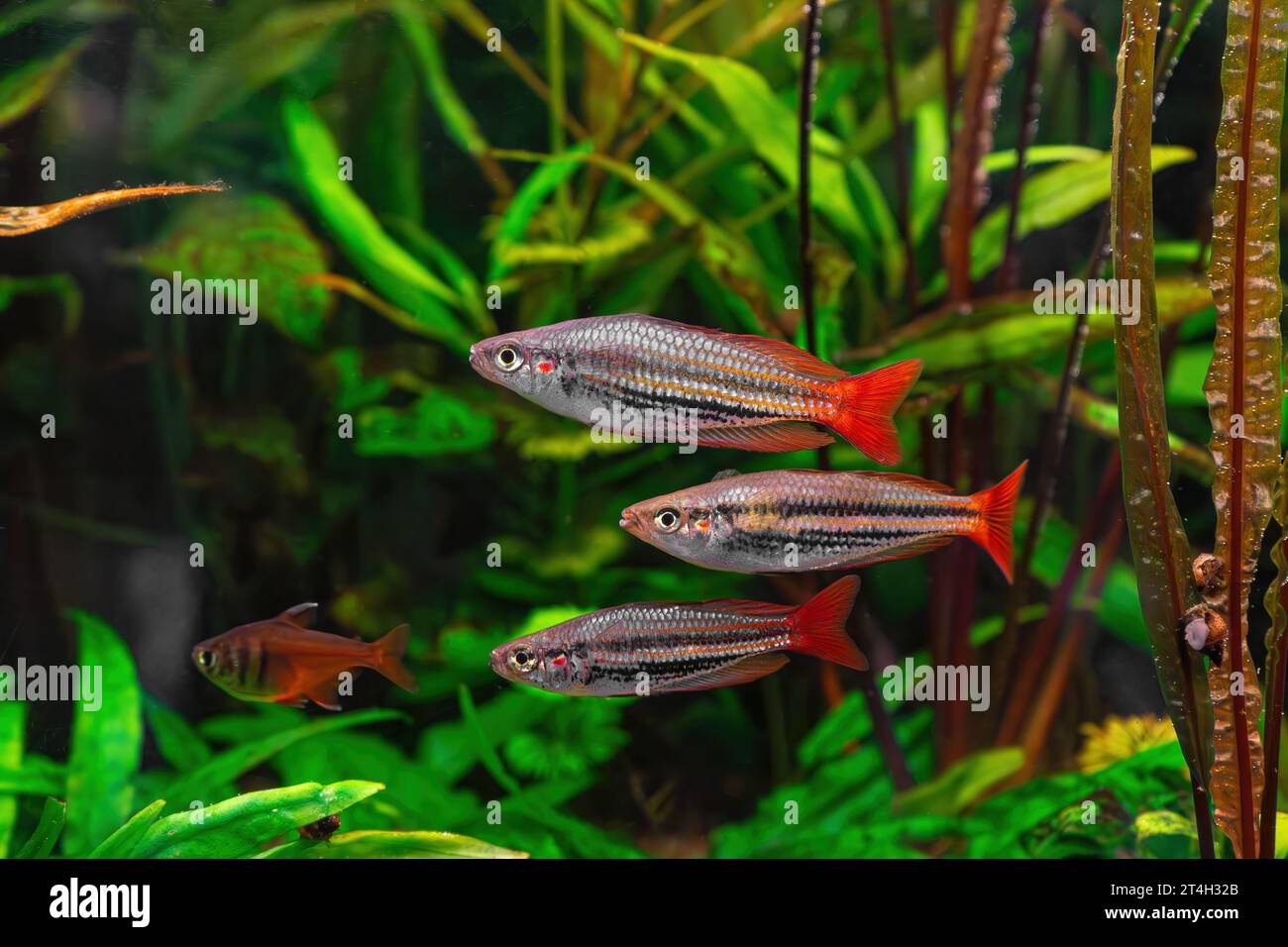 Group of Melanotaenia australis, rainbowfish swimming in aquarium pool ...