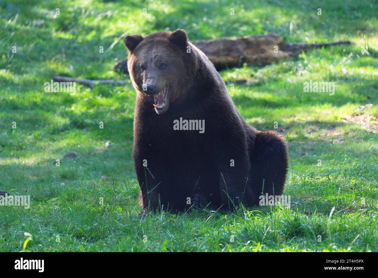 Tiere-Braunbaer-Europaeischer Braunbaer in Aktion. Tiere-Braunbaer ...