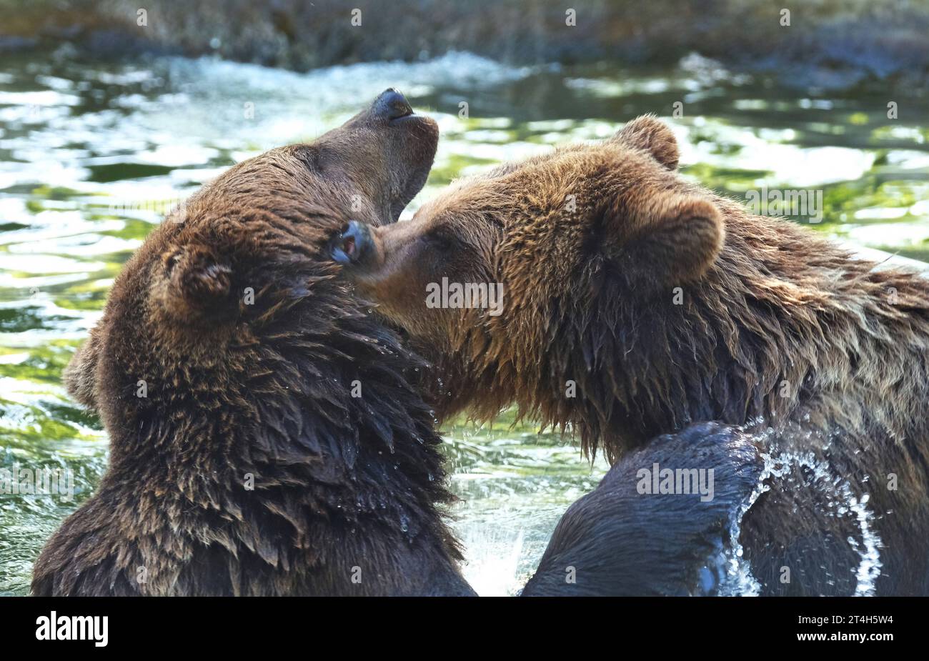 Raubtier saeugetier hi-res stock photography and images - Alamy