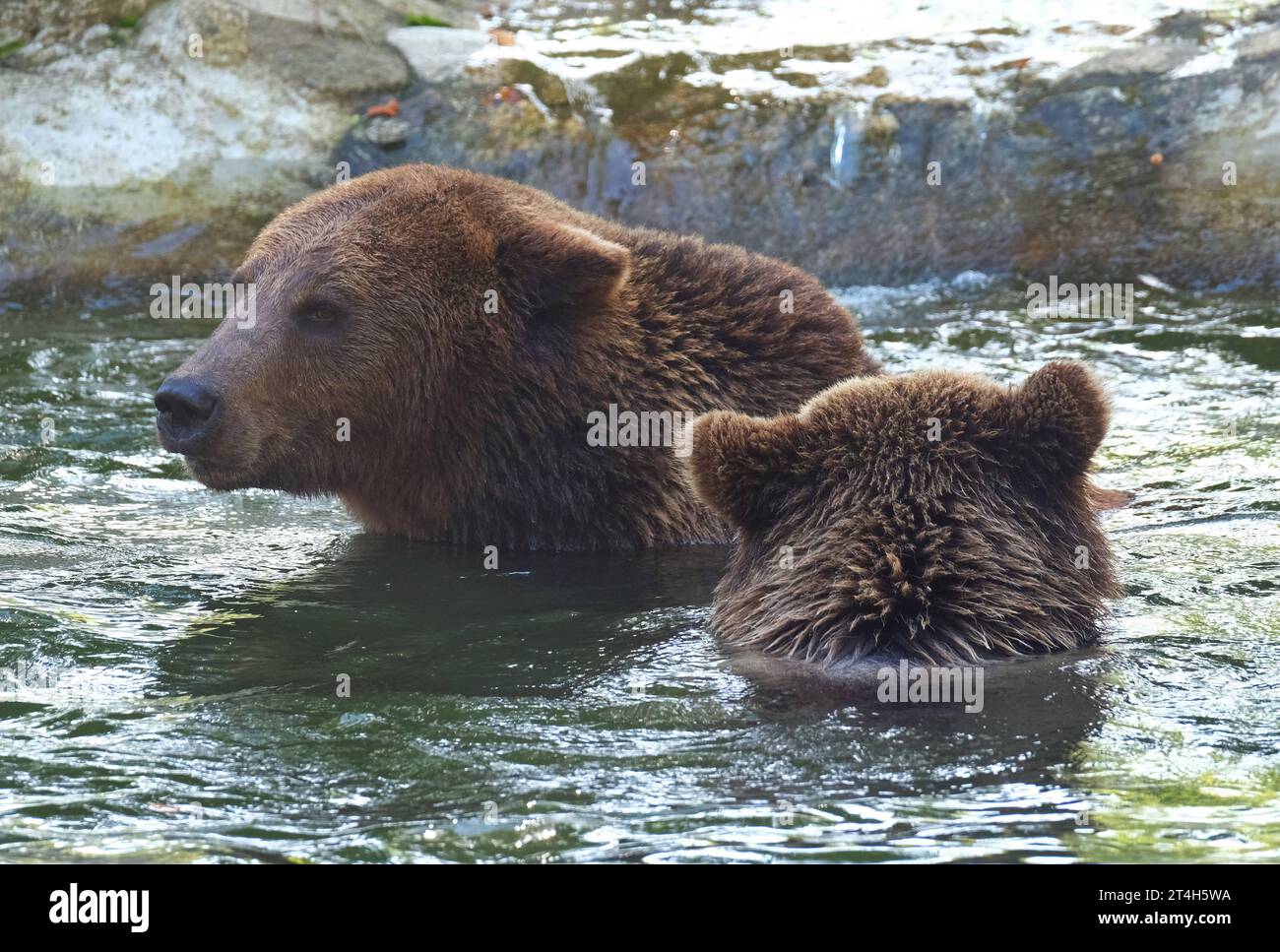 Tiere-Braunbaer-Europaeischer Braunbaer in Aktion. Tiere-Braunbaer *** Animals Brown bear ...