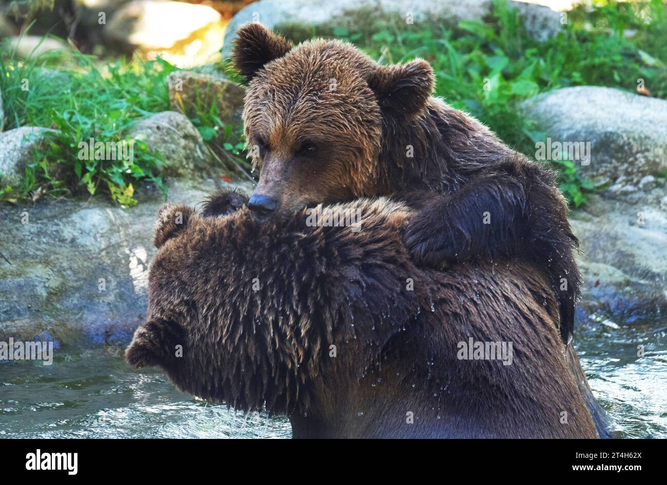Raubtier saeugetier hi-res stock photography and images - Alamy