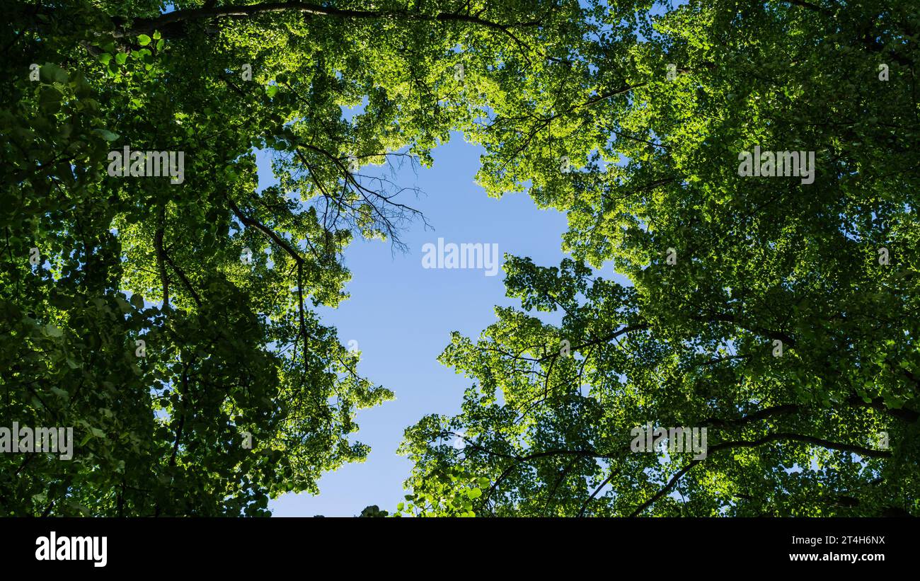 tree crowns in summer in Schwerin Stock Photo - Alamy
