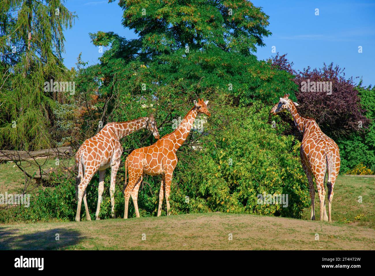 Giraffe. Safari Park. Family of giraffes are walking and eating leaves ...