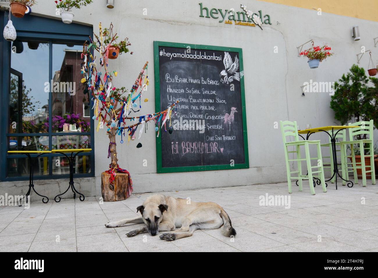 Dogs of istanbul hi-res stock photography and images - Alamy