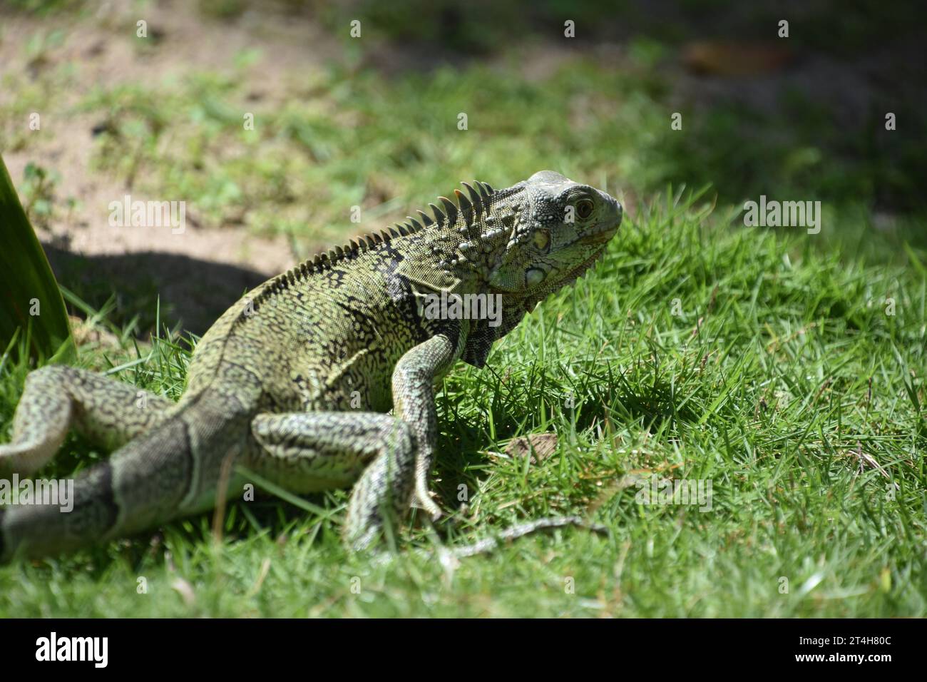 Fantastic view of a tropical iguana with spines along its back in Aruba ...