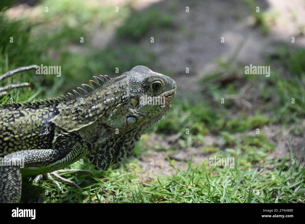 Side profiile of a common iguana with spikes on spine Stock Photo - Alamy