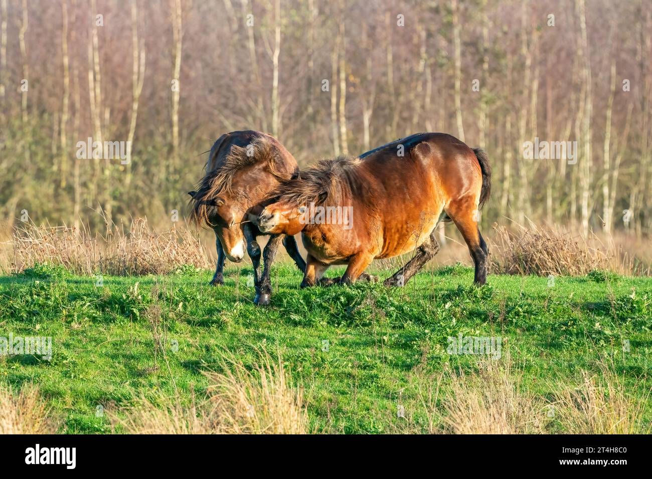 Two fighting wild brown Exmoor ponies, against a forest and reed ...
