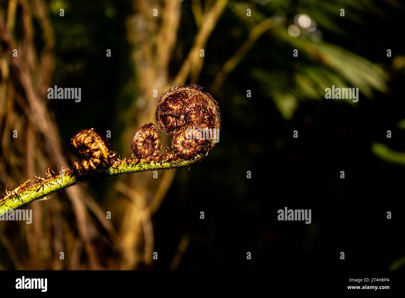 Maori national identity hi-res stock photography and images - Alamy