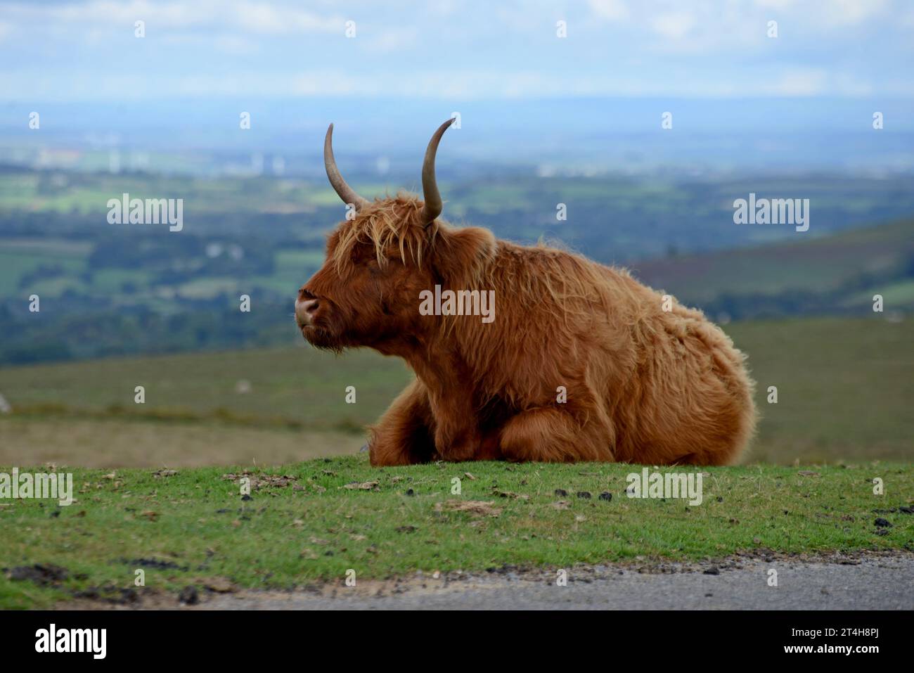 Highland cattle resting in Dartmoor National Park, Devon, Sept 2023 ...