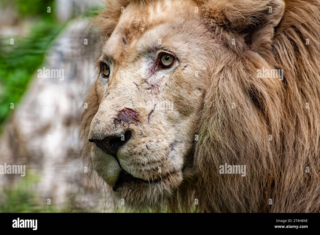 Wounded male lion hi-res stock photography and images - Alamy