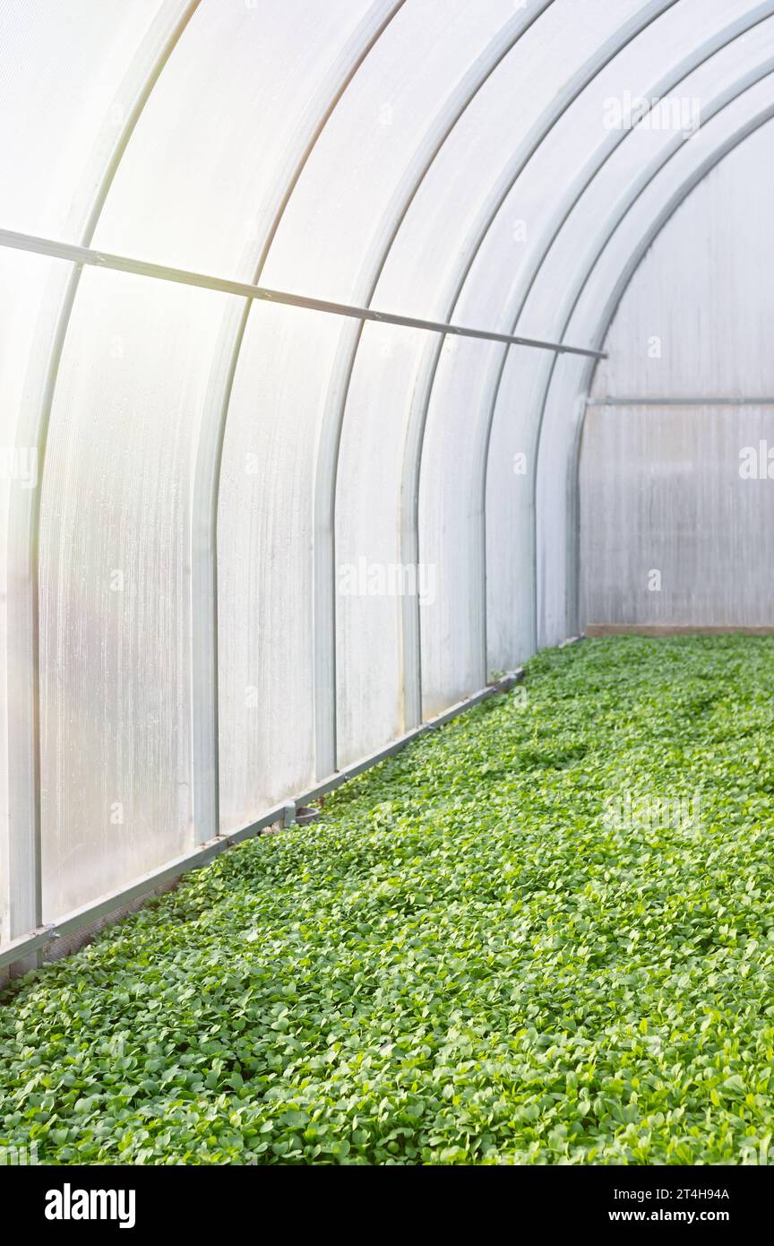 Green plants, green manure in a greenhouse. Sowing mustard. Concept of ...