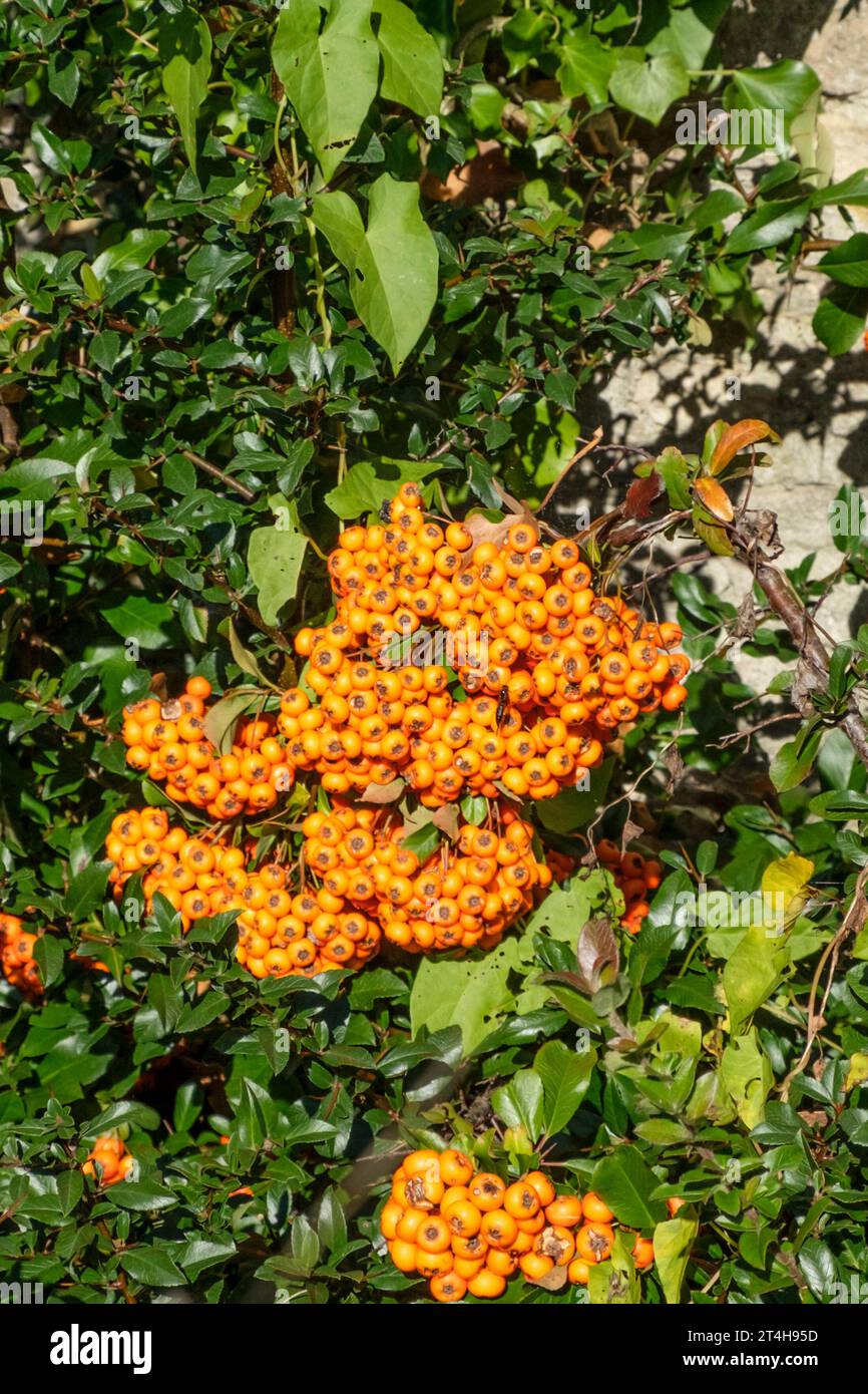 Yellow berries of Pyracantha Saphyr Jaune ('Cadaune' Stock Photo - Alamy