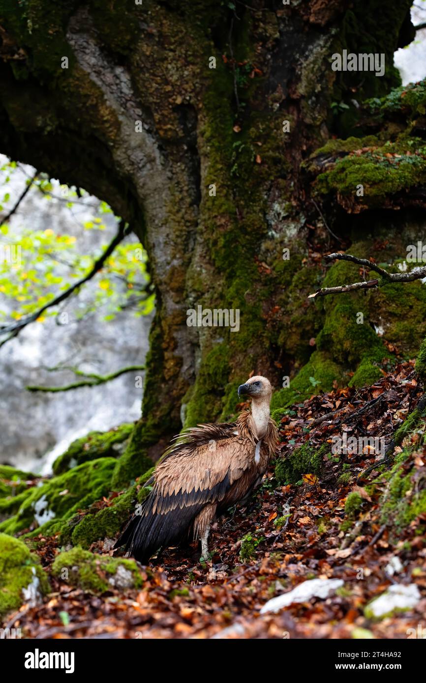 vertical portrait of a baby vulture in the wild, in a beech forest with ...