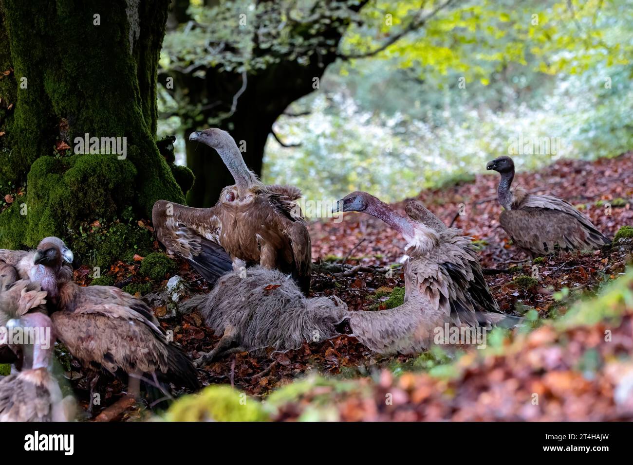 horizontal portrait of a group of vultures disputing their fallen sheep ...