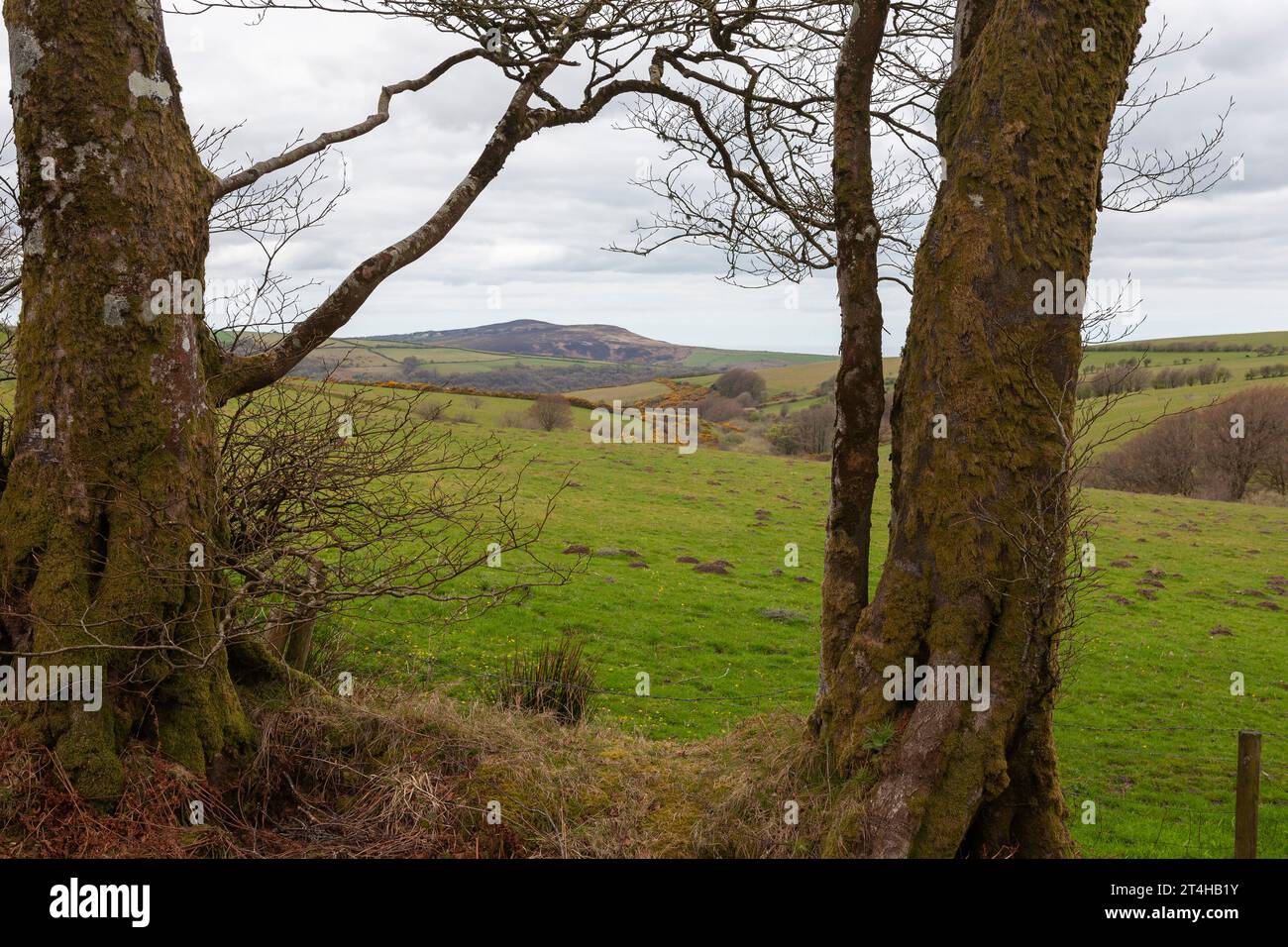 Exmoor countryside near Woody Bay, Devon, UK Stock Photo - Alamy