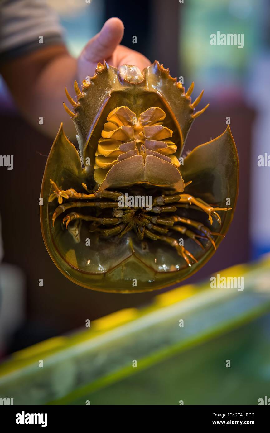 Atlantic horseshoe crab the bottom part. Closeup Stock Photo - Alamy