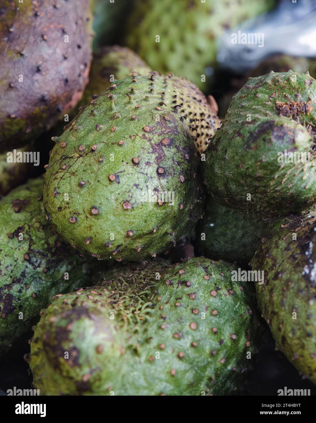 Closeup of the green skinned fresh soursop fruit with a sweet and sour ...