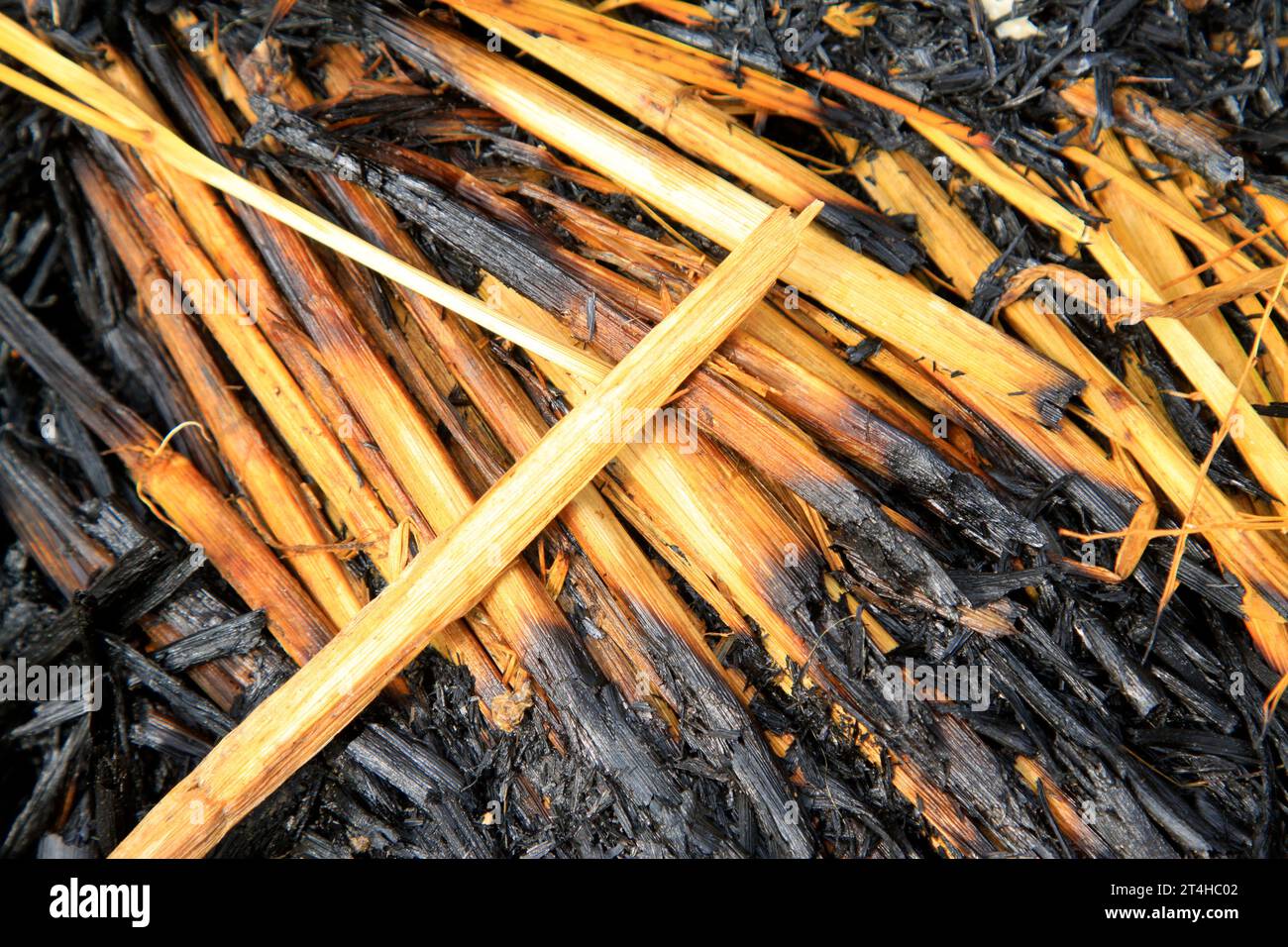 Straw stalks and ashes, closeup of photo Stock Photo - Alamy