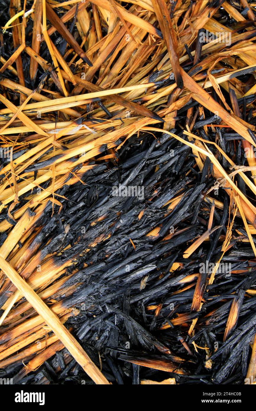 Straw stalks and ashes, closeup of photo Stock Photo - Alamy