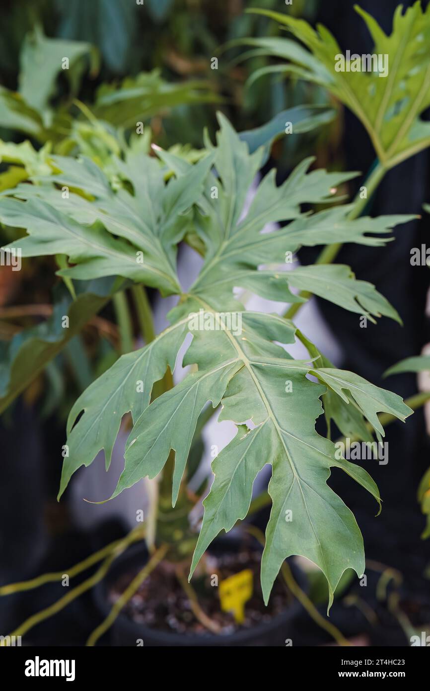 closeup of chaya or Cnidoscolus chayamansa in family Euphorbiaceae ...