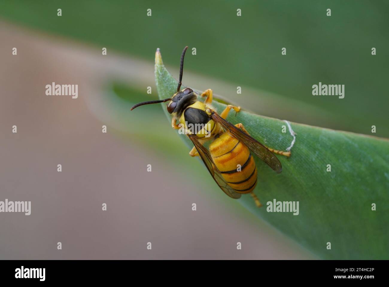 Black shield wasp, Vespa bicolor, native to south-eastern Asia ...