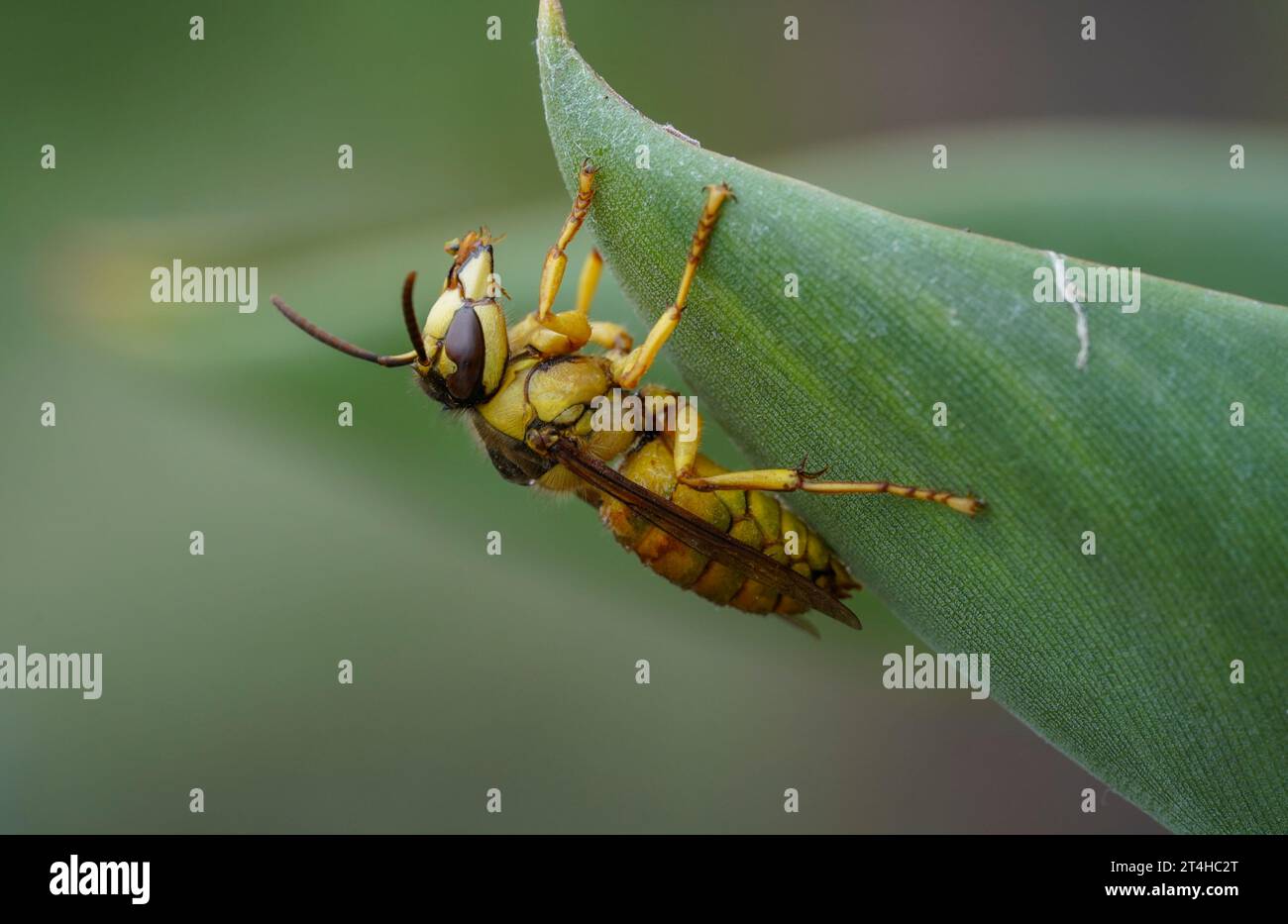 Black shield wasp, Vespa bicolor, native to south-eastern Asia ...