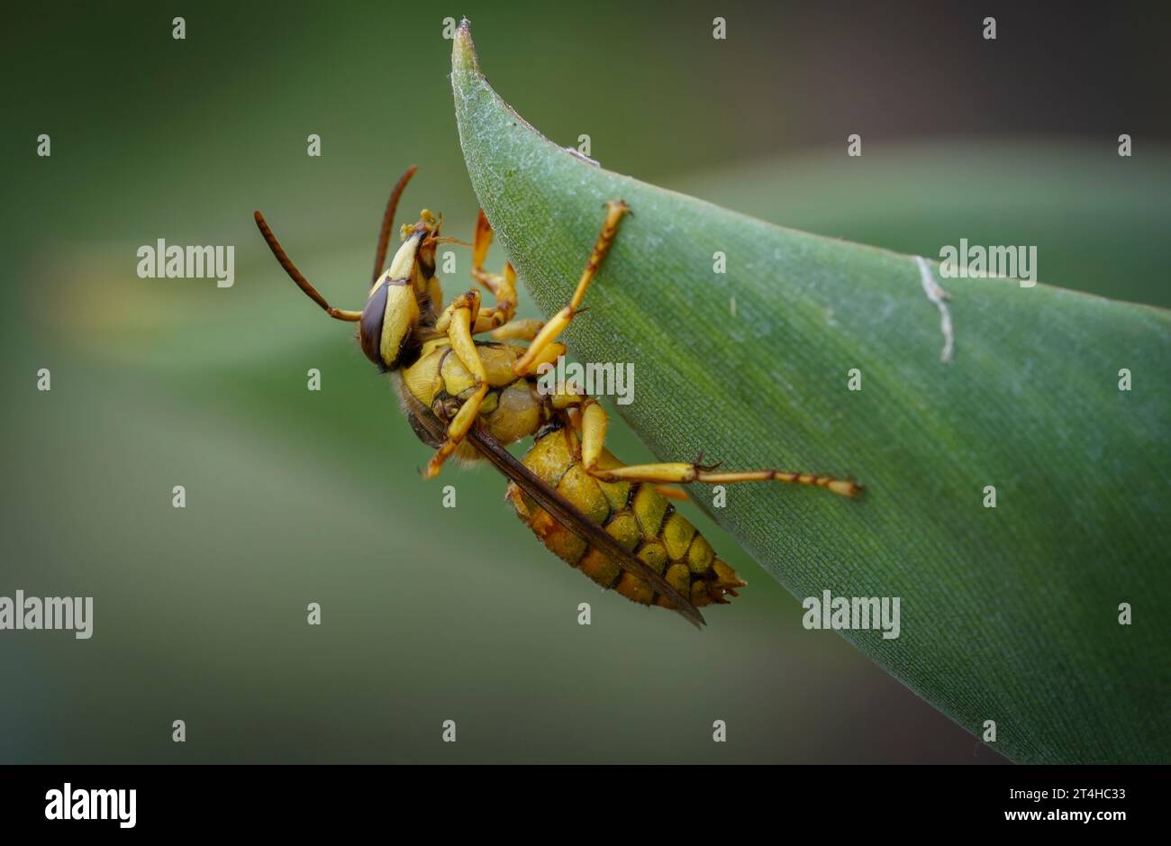 Black shield wasp, Vespa bicolor, native to south-eastern Asia ...