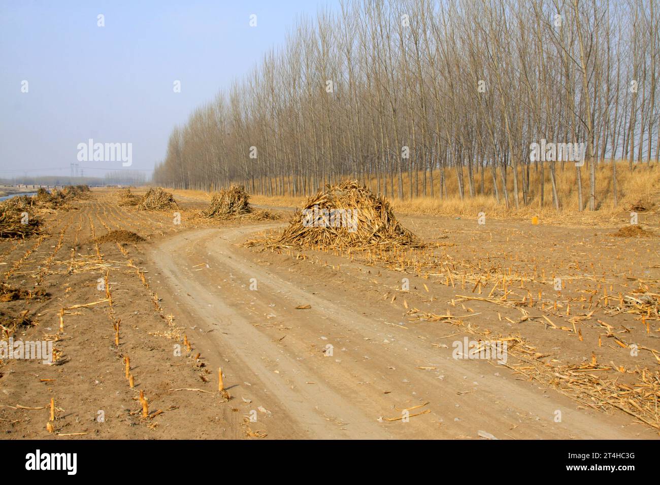 Straw forests hi-res stock photography and images - Alamy