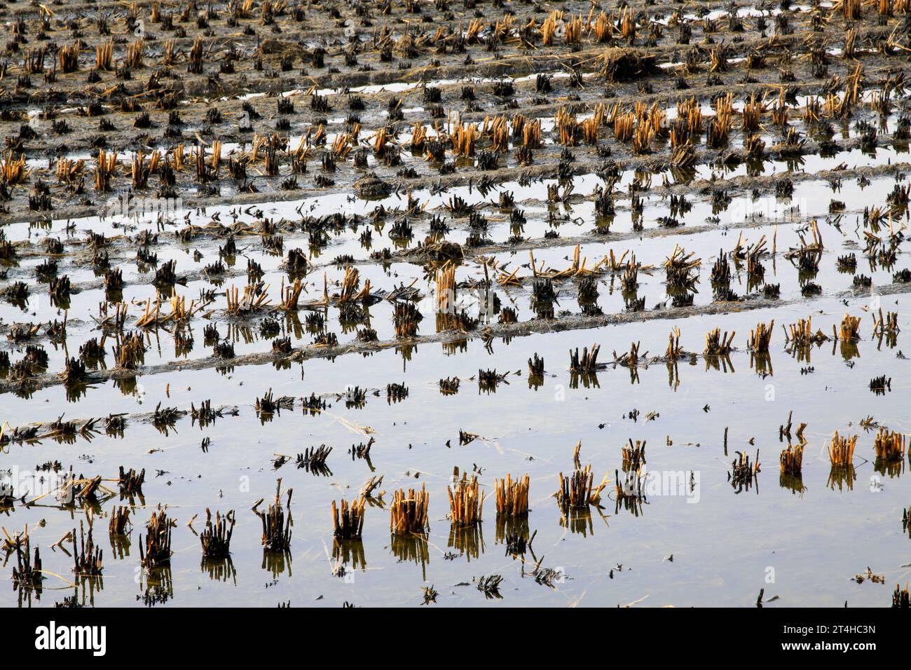 water in paddy field, closeup of photo Stock Photo - Alamy