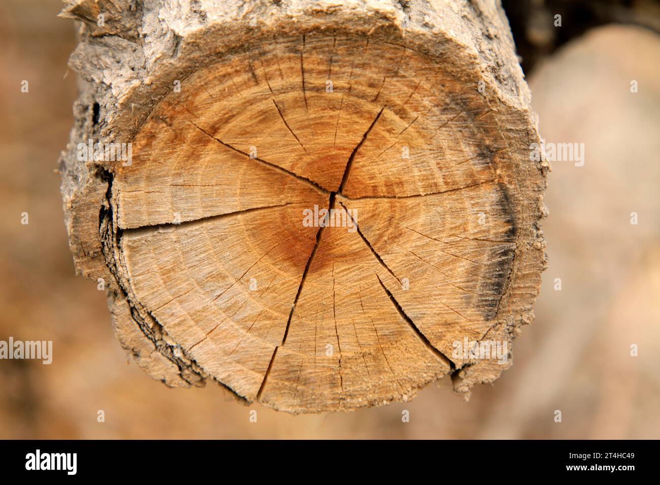 timber cross section texture, closeup of photo Stock Photo - Alamy