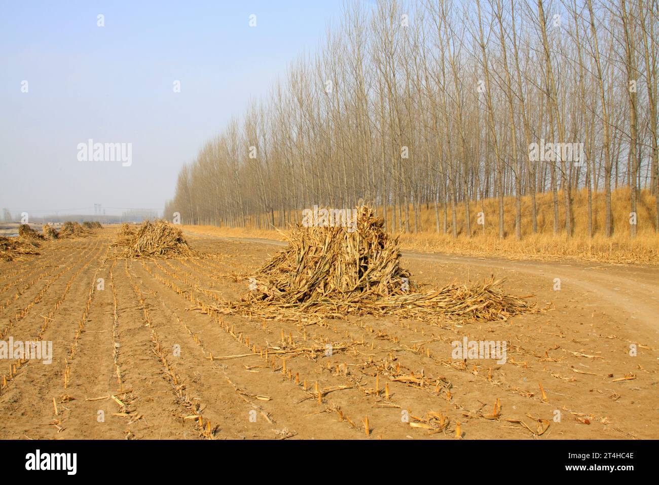 Crop straw and woods path, closeup of photo Stock Photo - Alamy