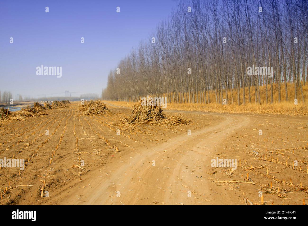Crop straw and woods path, closeup of photo Stock Photo - Alamy