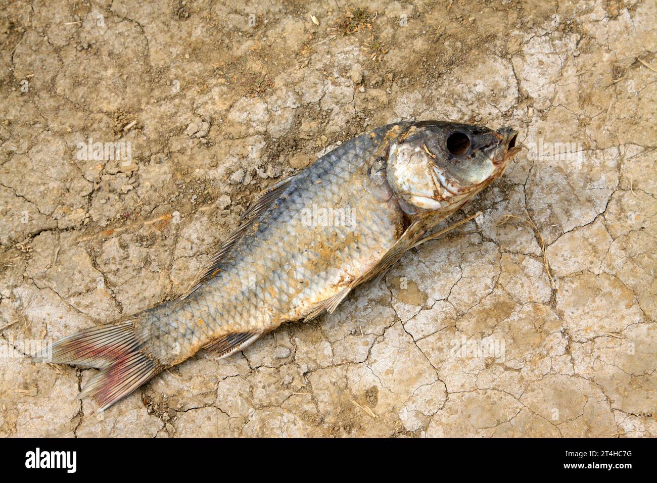 Dead fish on dry land hi-res stock photography and images - Alamy