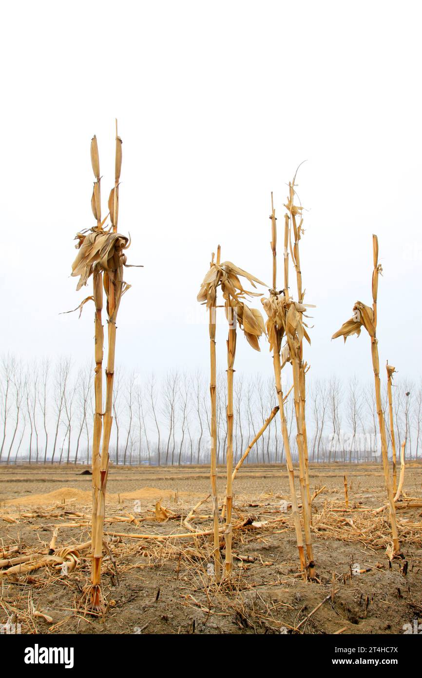 Corn stover hi-res stock photography and images - Alamy